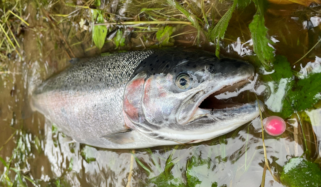 Products – Steelhead Candy